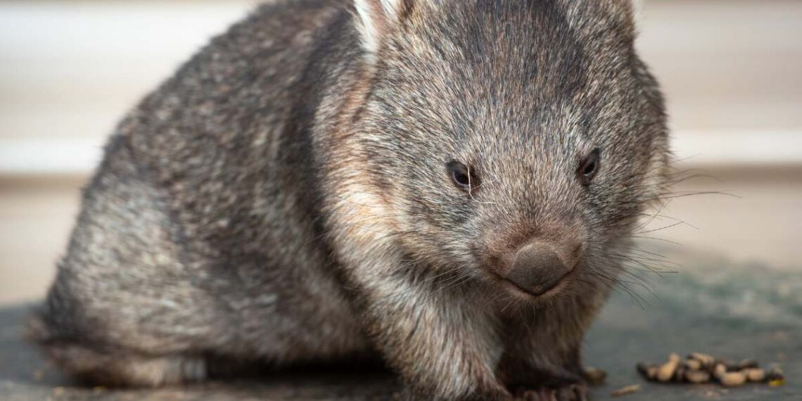 Che cos’è e dove vive il wombat? Ecco cosa lo rende un animale speciale ...